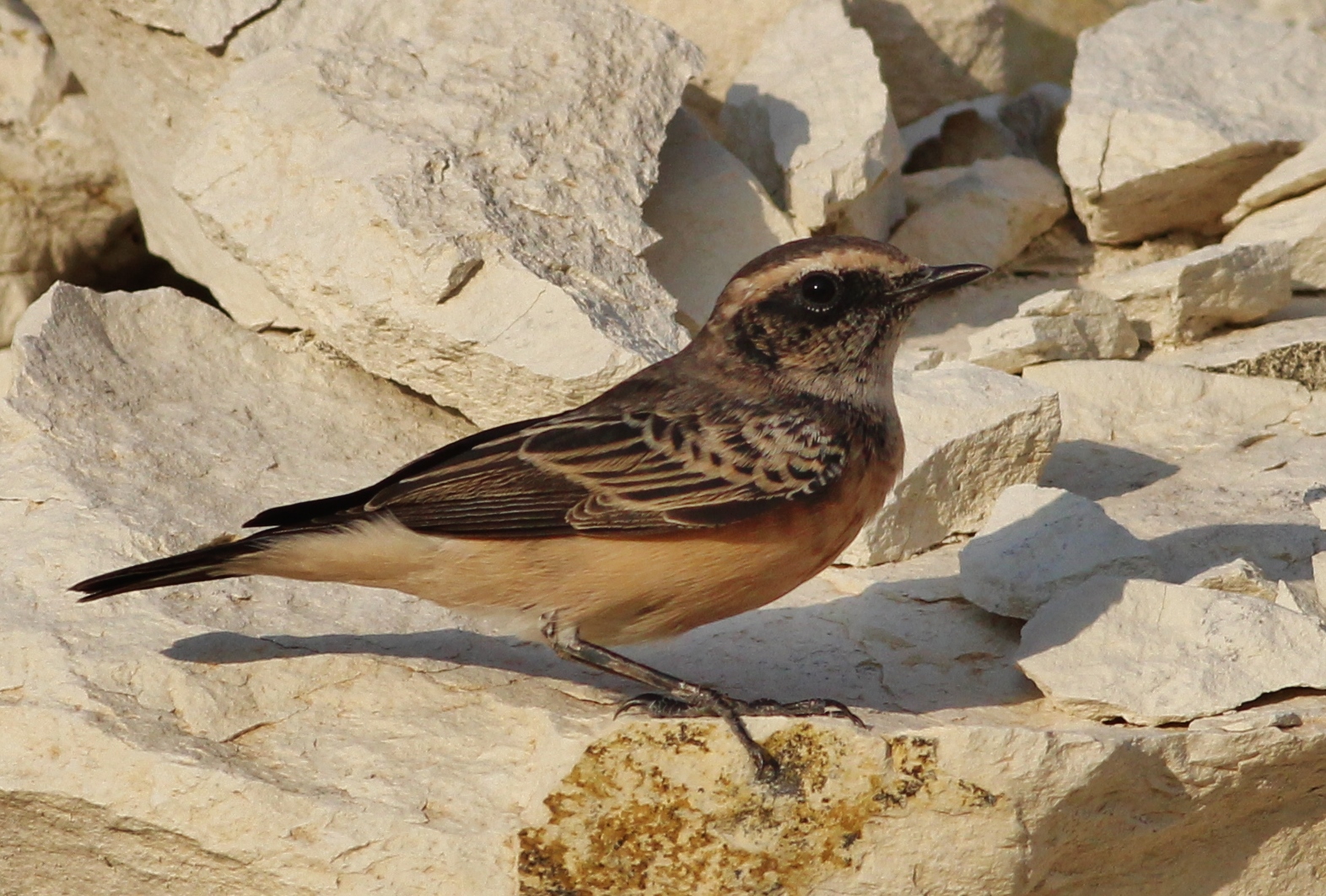 Biodiversity of Cyprus by NGO Protection of the Natural Heritage and ...