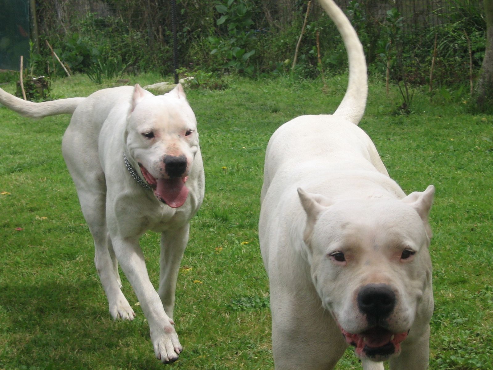Instinto Animal: Dogo Argentino