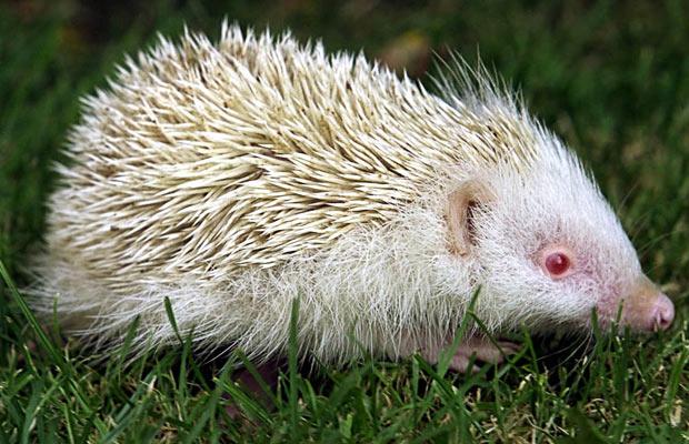 Amazing Hedgehog - Hedgehogs Facts, Photos, Information, Habitats, News ...