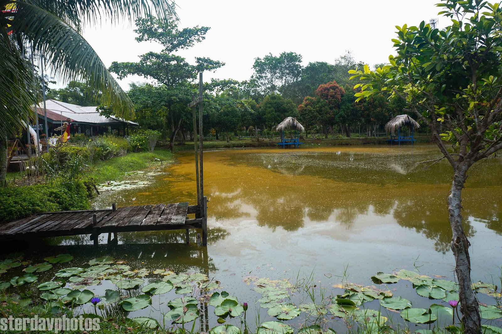 Sterdavblog: Revisit Miri Crocodile Farm