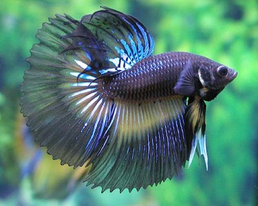 betta fish tips: Betta Fish Care - Free Guide