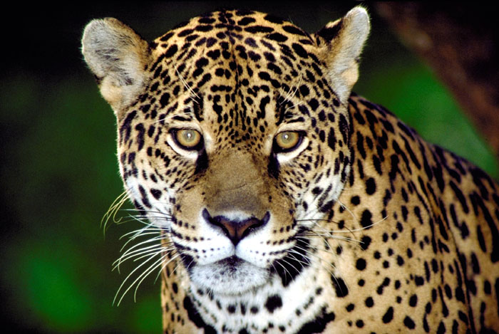 Petit Zoo. Experiencias de Cría en Zoo.: CONOCIENDO AL YAGUARETE....