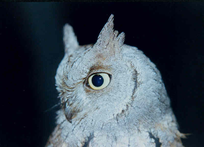 ESTACIÓN BIOLÓGICA DE LOS MONTES DE MÁLAGA: Autillo, lechuza campestre ...