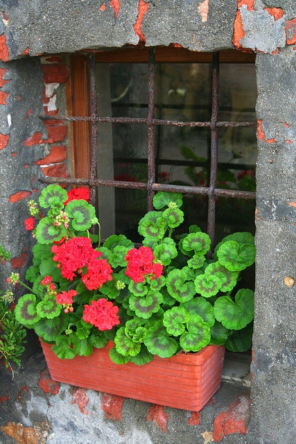 21 Rosemary Lane: Geraniums in the Window
