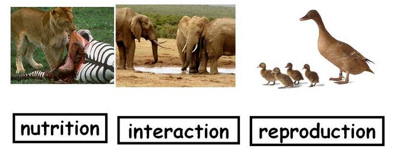 Science and Physical Education: Unit 1: Living Things