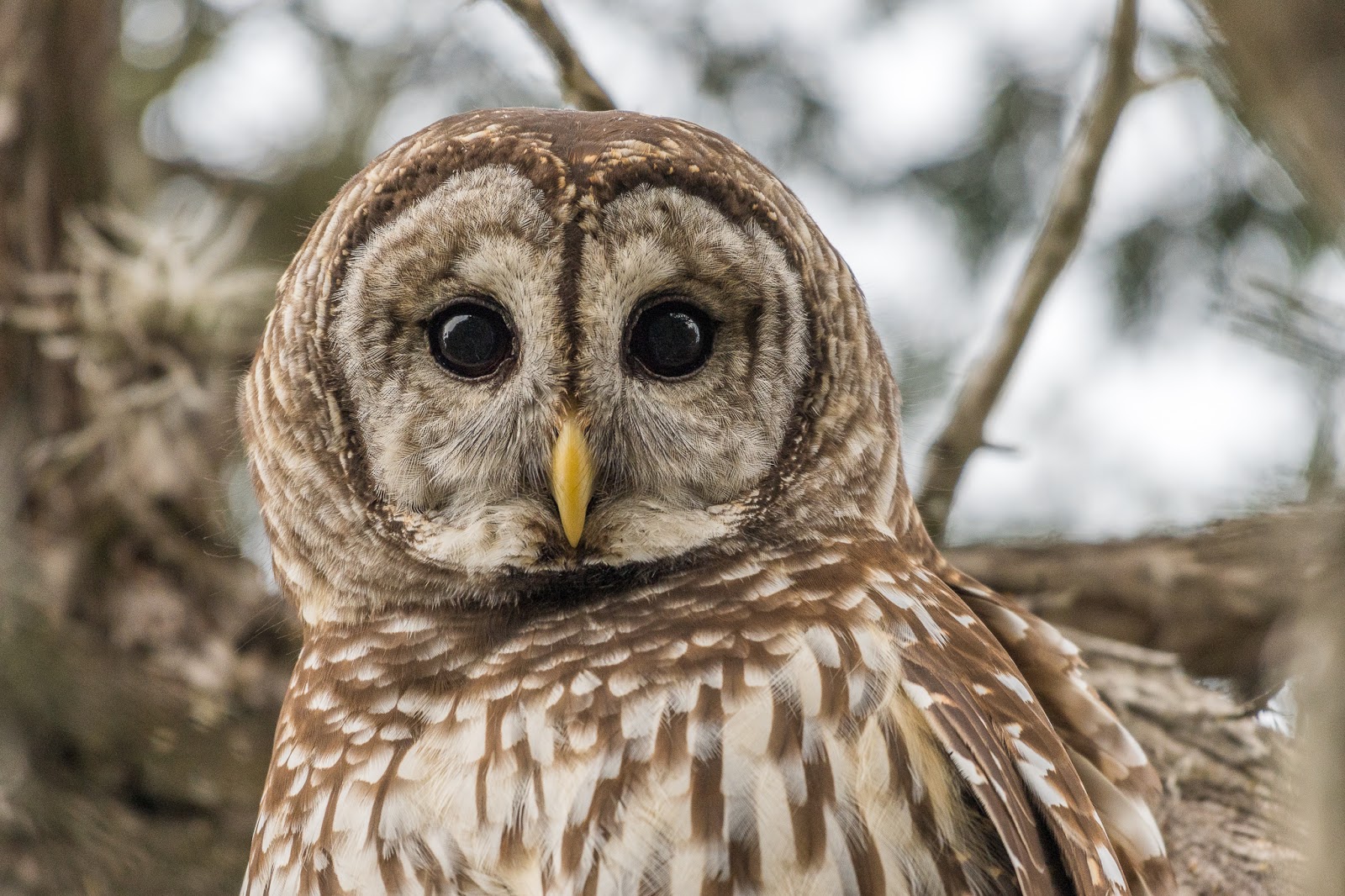 NeoVista Birds and Wildlife