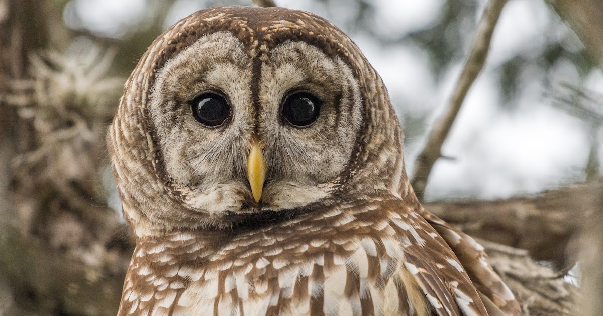 NeoVista Birds and Wildlife: South Texas Days 4 and 5: Dogs and Owls ...