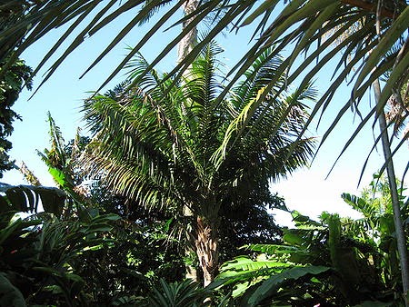 Flora de Puerto Rico Ilustrada Papo Vives: ARECACEAE CALYPTRONOMA ...