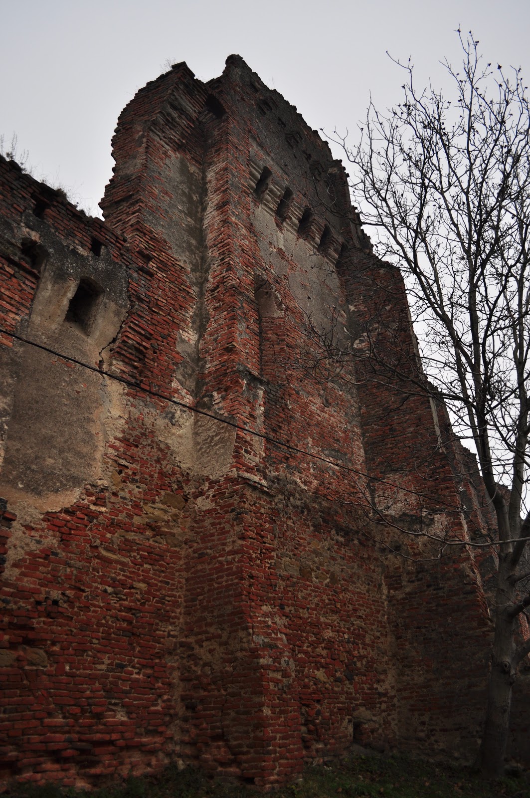 Poze, Natura, Animale, Plante, Romania, Valcea, Ionut Ungureanu