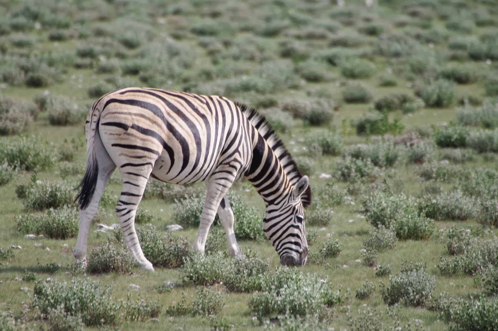 The Southern Africa Adventure: Day 10 to 11 Etosha National Park