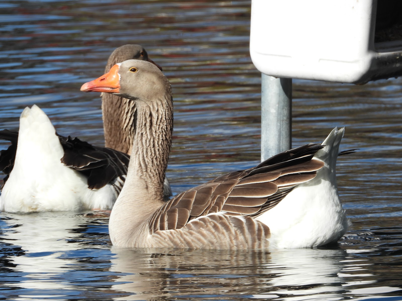 Bird & Travel Photos, Birding Sites, Bird Information: VARIOUS DOMESTIC ...