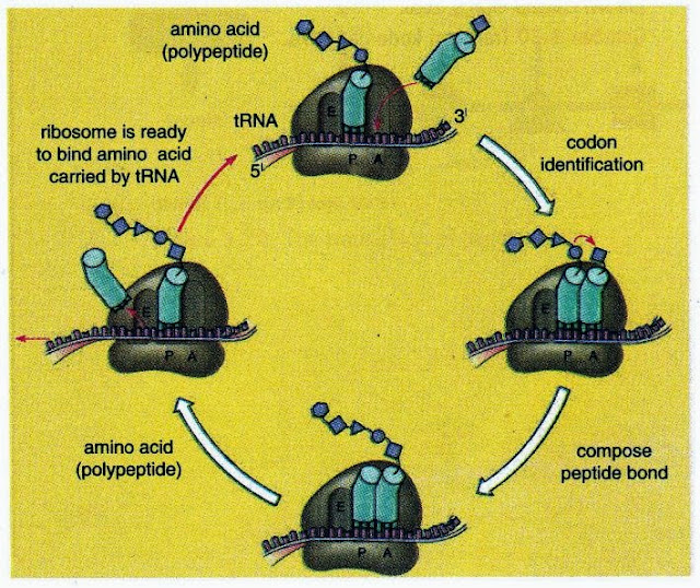 Two Stages Synthesis Process Transcription and Translation. ~ New ...