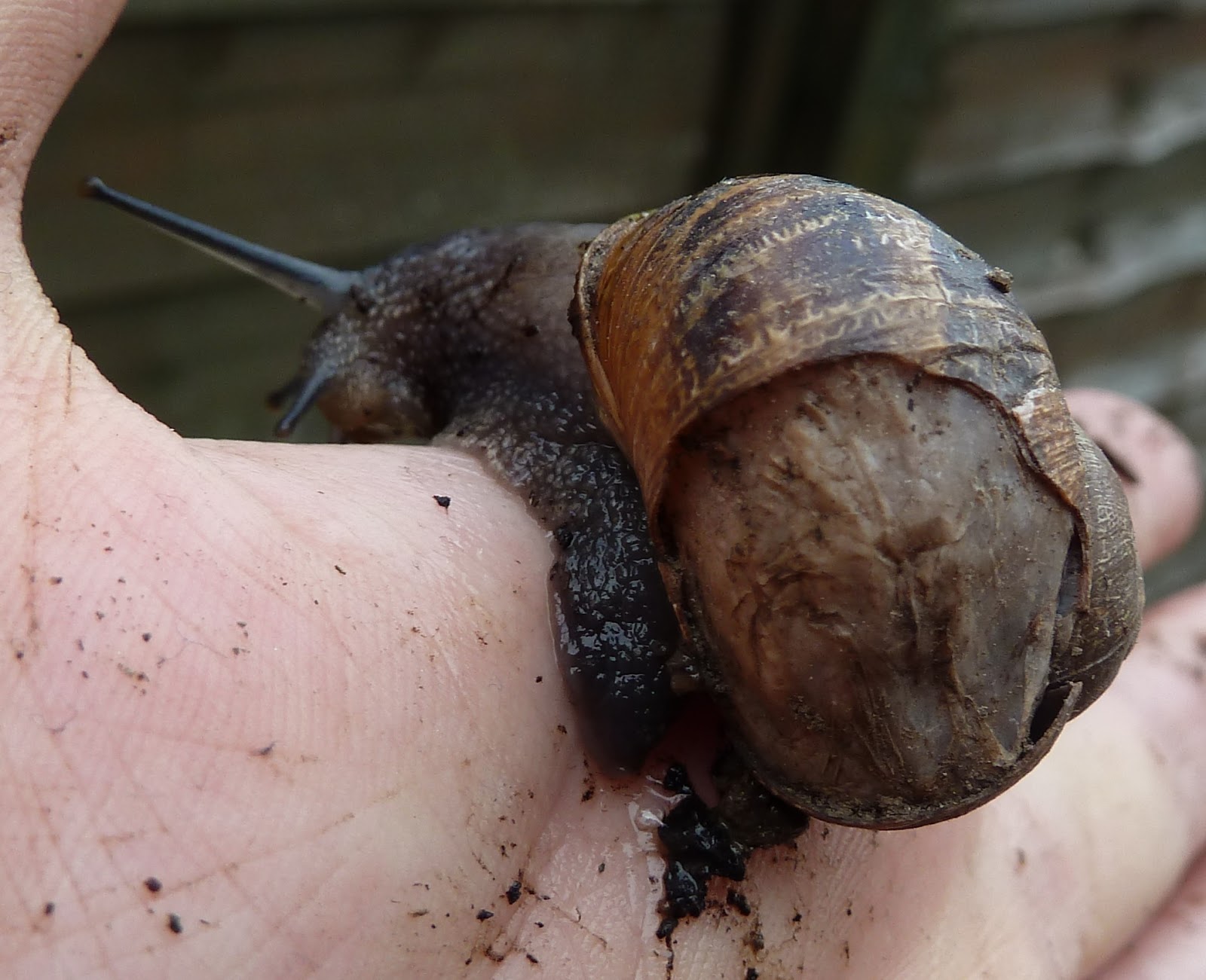 Dave Hubble's ecology spot: Snails - reaching the crunch-point