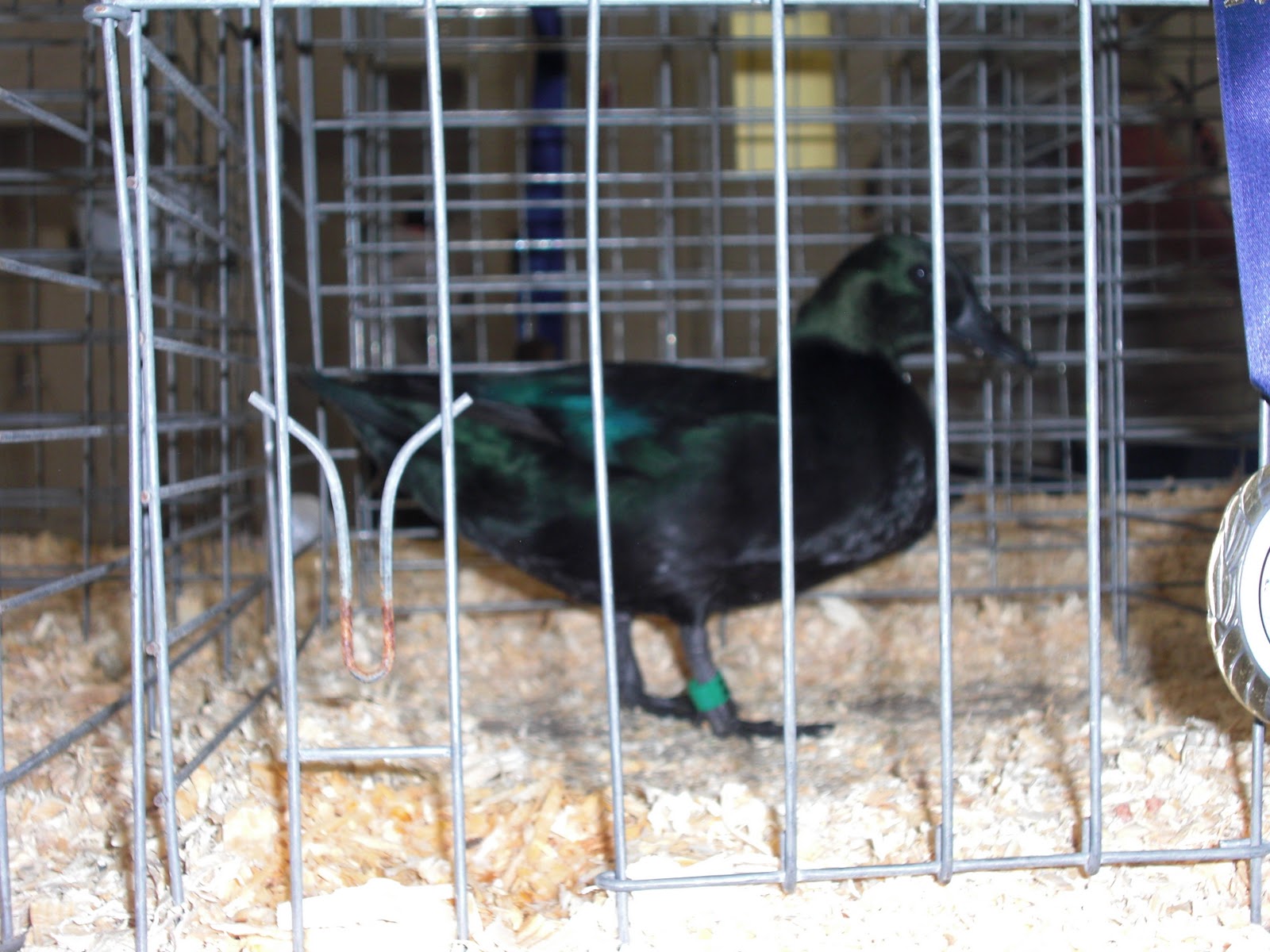 Crossroads of America Poultry Show: 10/30/11