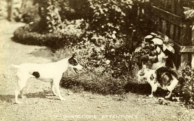 40 Adorable Vintage Pictures That Capture Lovely Moments of Animals ...