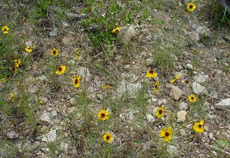 Healthy Plants: Navajo Tea