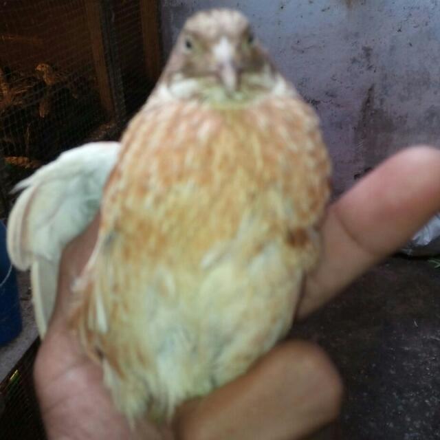 Manfaat daging burung Puyuh