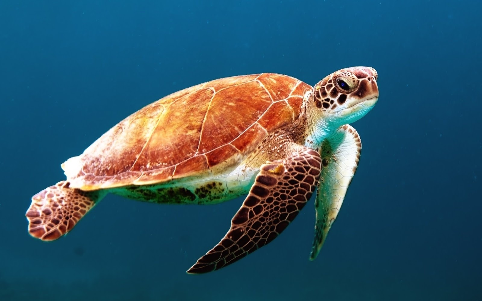 Three things you can do to help our endangered Loggerhead Sea Turtles ...