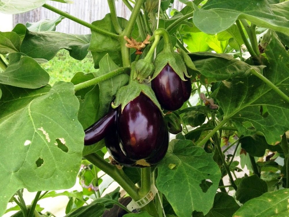 Manfaat Terong Ungu yang Menakjubkan Untuk Kesehatan - Obat Alami