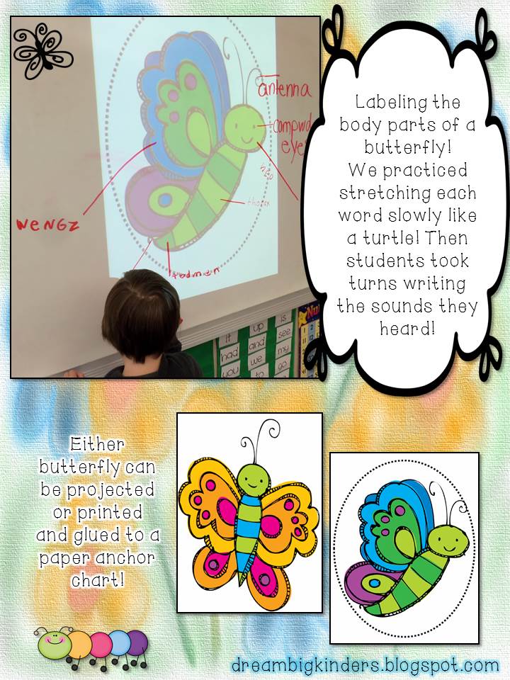 Dream Big Kinders: Butterfly Life Cycle - Nonfiction Reading Comprehension