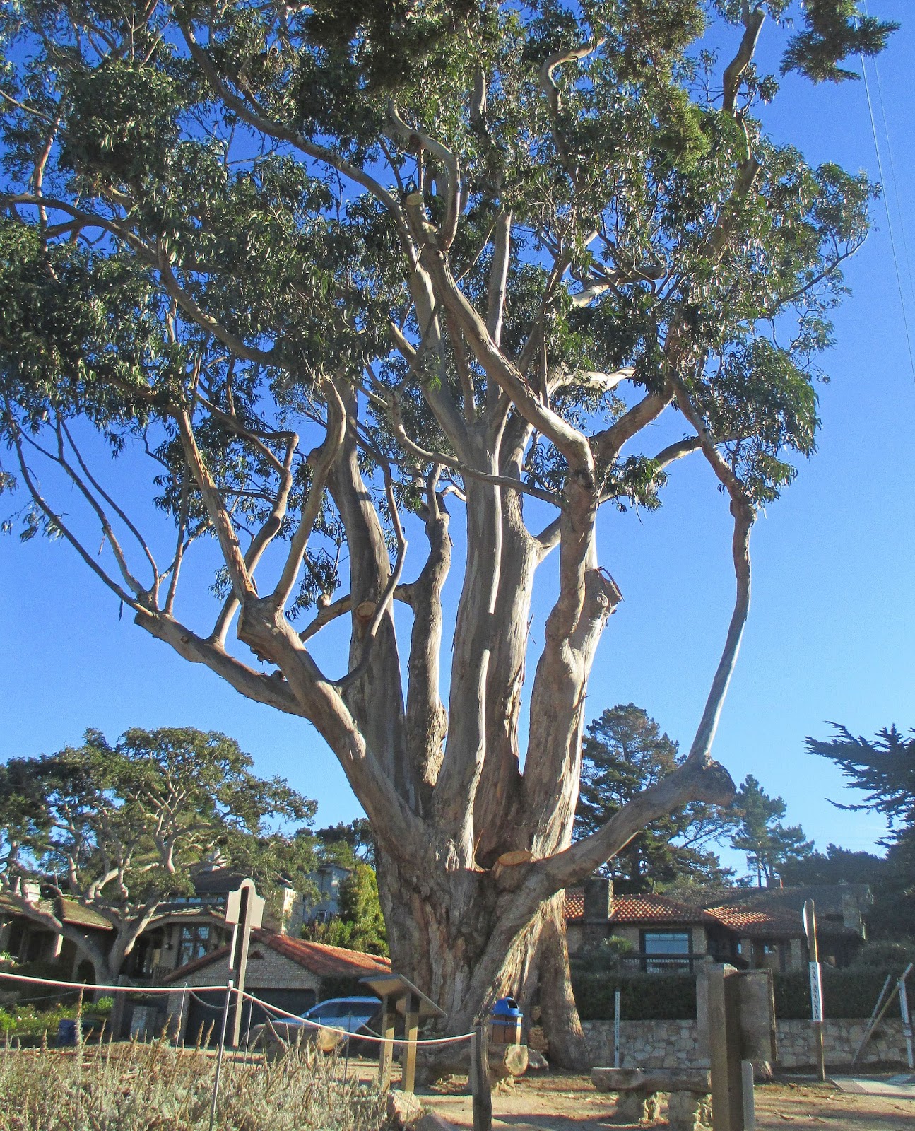 Carmel-by-the-Sea Scenic Loop Walking Tour - Part I - Scenic Bluff ...