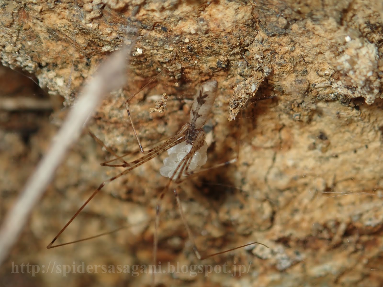 細蟹屋: Pholcidae ユウレイグモ科