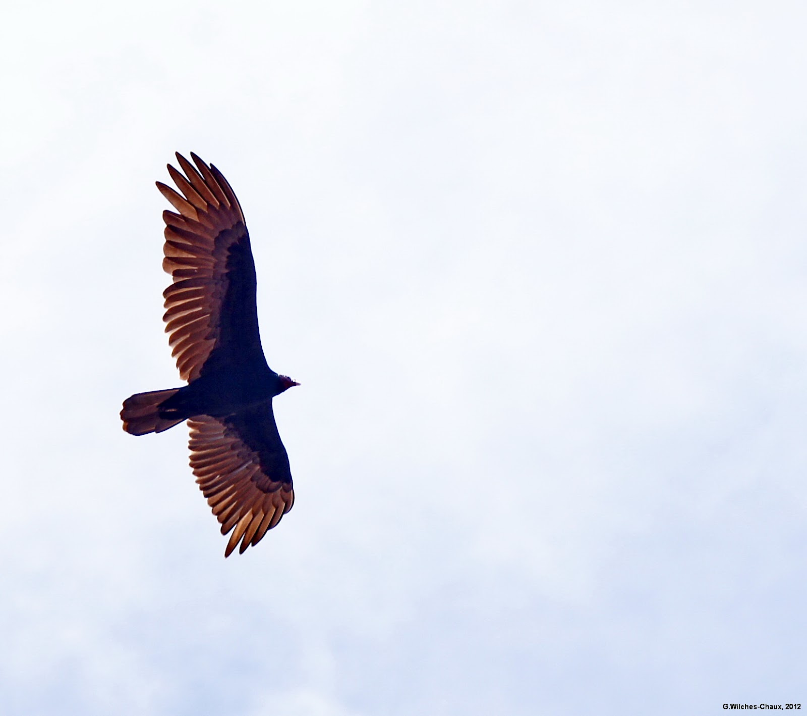 TEOFANÍAS: miércoles, octubre 03, 2012