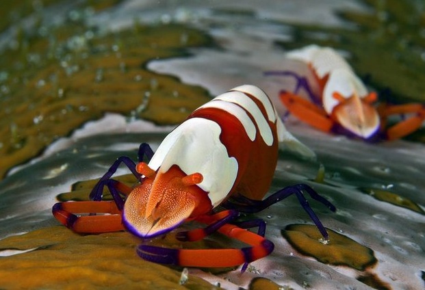 Gambar : Keindahan Haiwan Laut | Ini Blog Labi-Labi