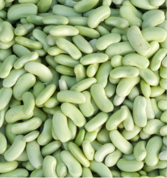 Behind the French Menu: Haricot, Feve or Coco - Beans. Beans in French ...