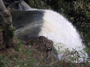 SIRVIENDO A NUESTRO PUEBLO INTIBUCANO: CLUB DE LEONES DE LA ESPERANZA ...
