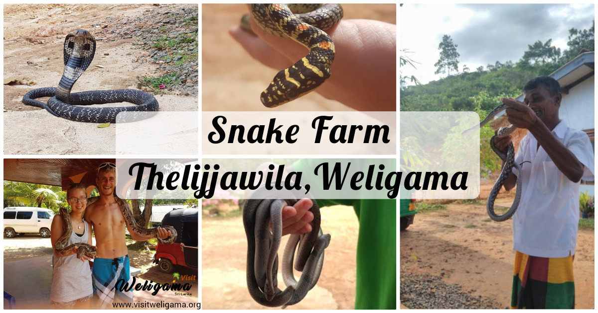 Snake Farm in Weligama Sri Lanka | Visit Weligama