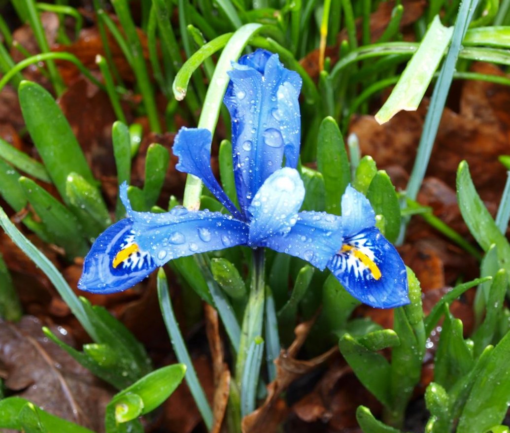 Mark's Veg Plot: Iris Reticulata (2)