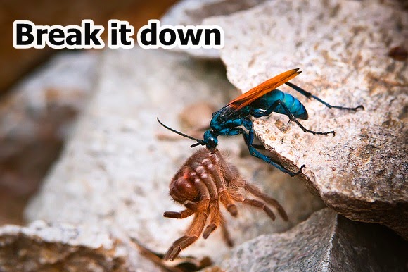 Animals Library: April 2014