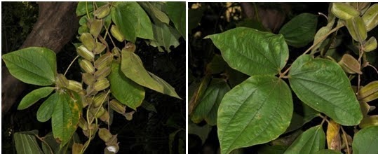 Herba & Tumbuhan: UBI GADUNG