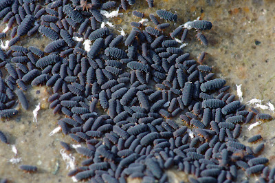 Real Monstrosities: Water Springtail