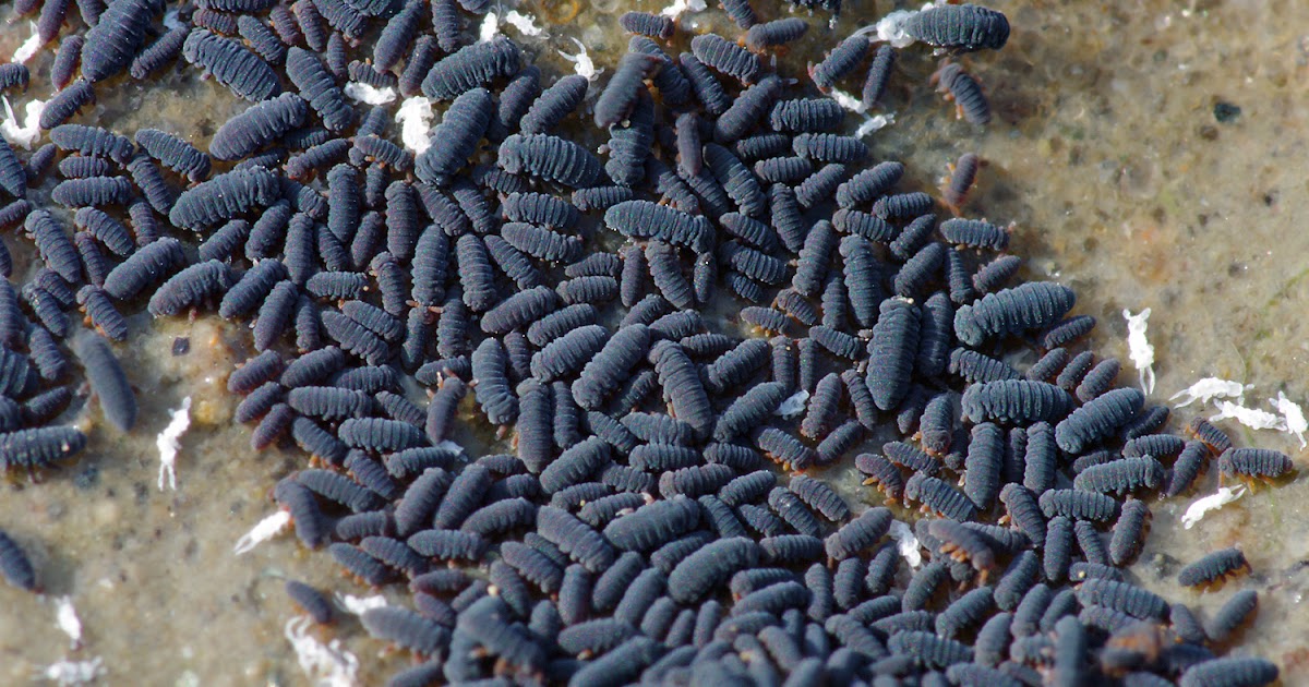 Real Monstrosities: Water Springtail