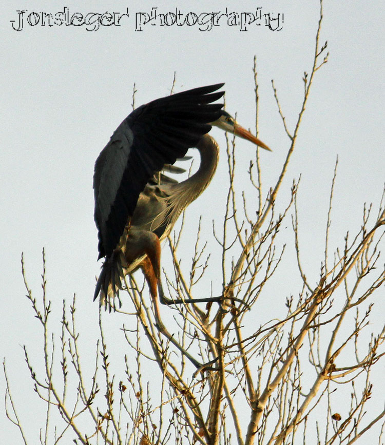 Northern Illinois Birder: Great Blue Herons, Mid March Migration to ...
