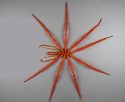 Gambar Laba-Laba | Gambar Terbaru - Terbingkai