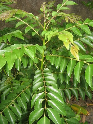 Greenfingers: Khasiat Daun Kari