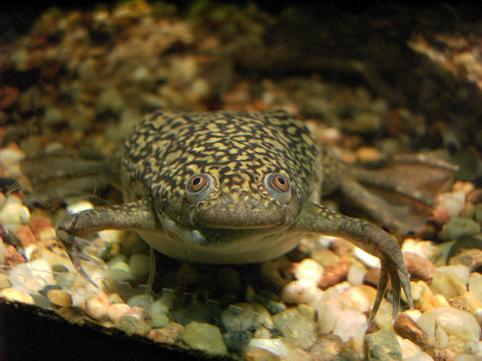 African Clawed Frog