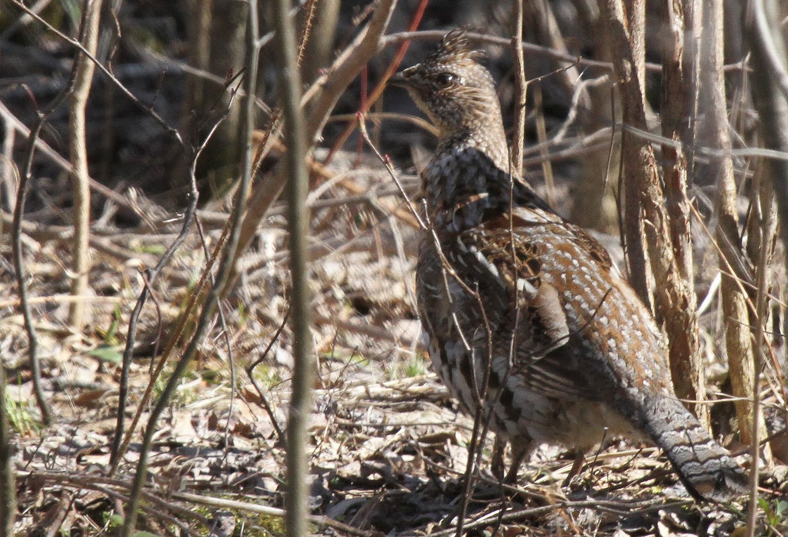ShutterWi: Wildlife photography day. Hawks, Grouse and Elk.
