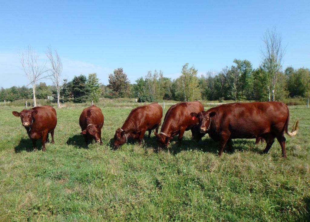 Windswept Adventure: Red Cows, Living The Good Life