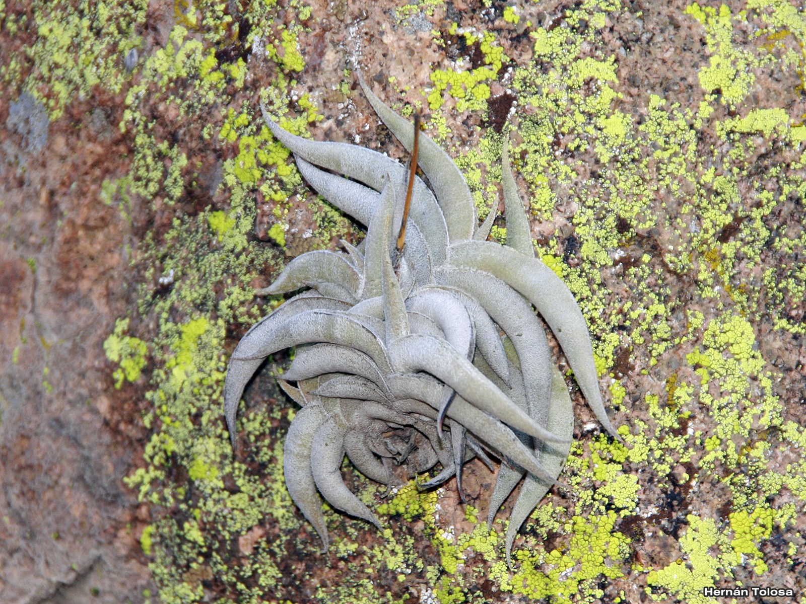 Flora Bonaerense: Clavel del aire (Tillandsia gilliesii)