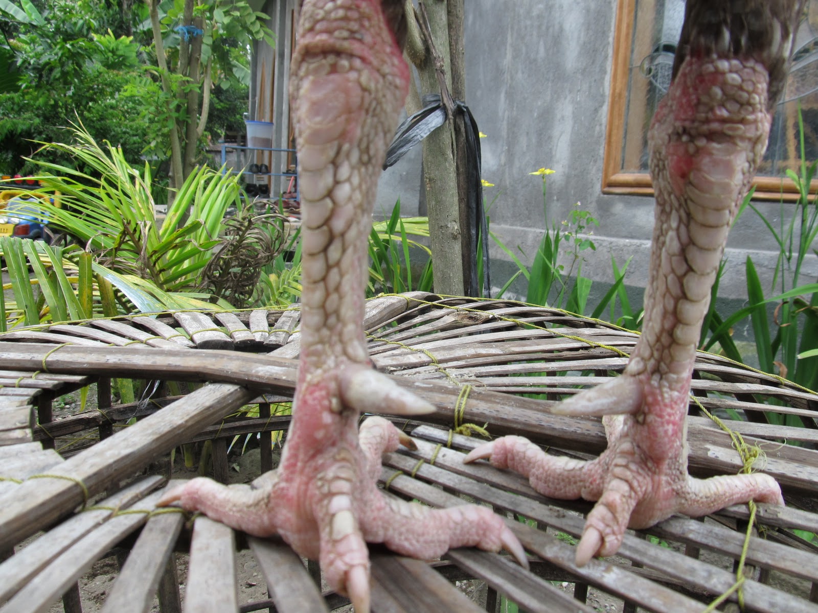 PETERNAKAN AYAM BANGKOK IMPORT: PEJANTAN IMPORT