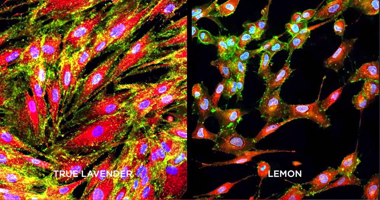 Clinical Essential Oils: Ameo Clinical Grade Essential Oils NEXT Generation