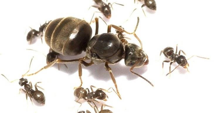 Hangyafarm: Magyarországi ismertebb Lasius fajok és összehasonlításuk