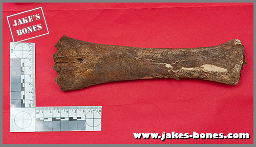 Zombie badgers and old buried bones : Jake's Bones