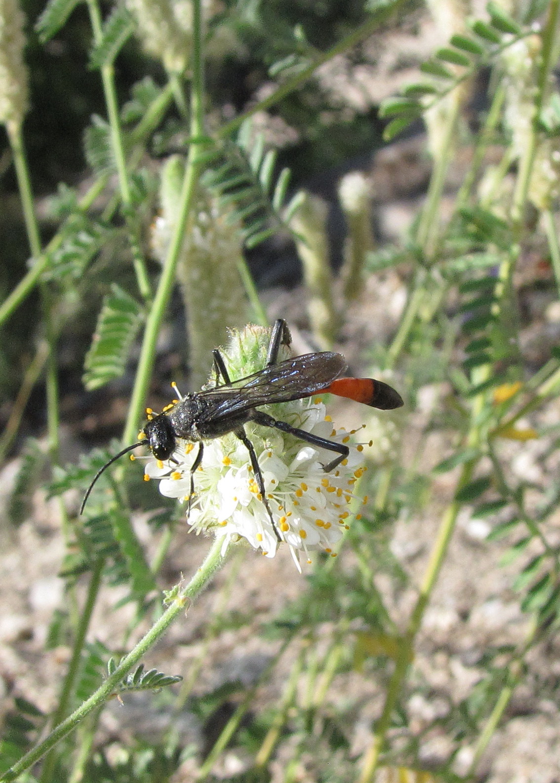Bug Eric: Wasp Wednesday: Podalonia