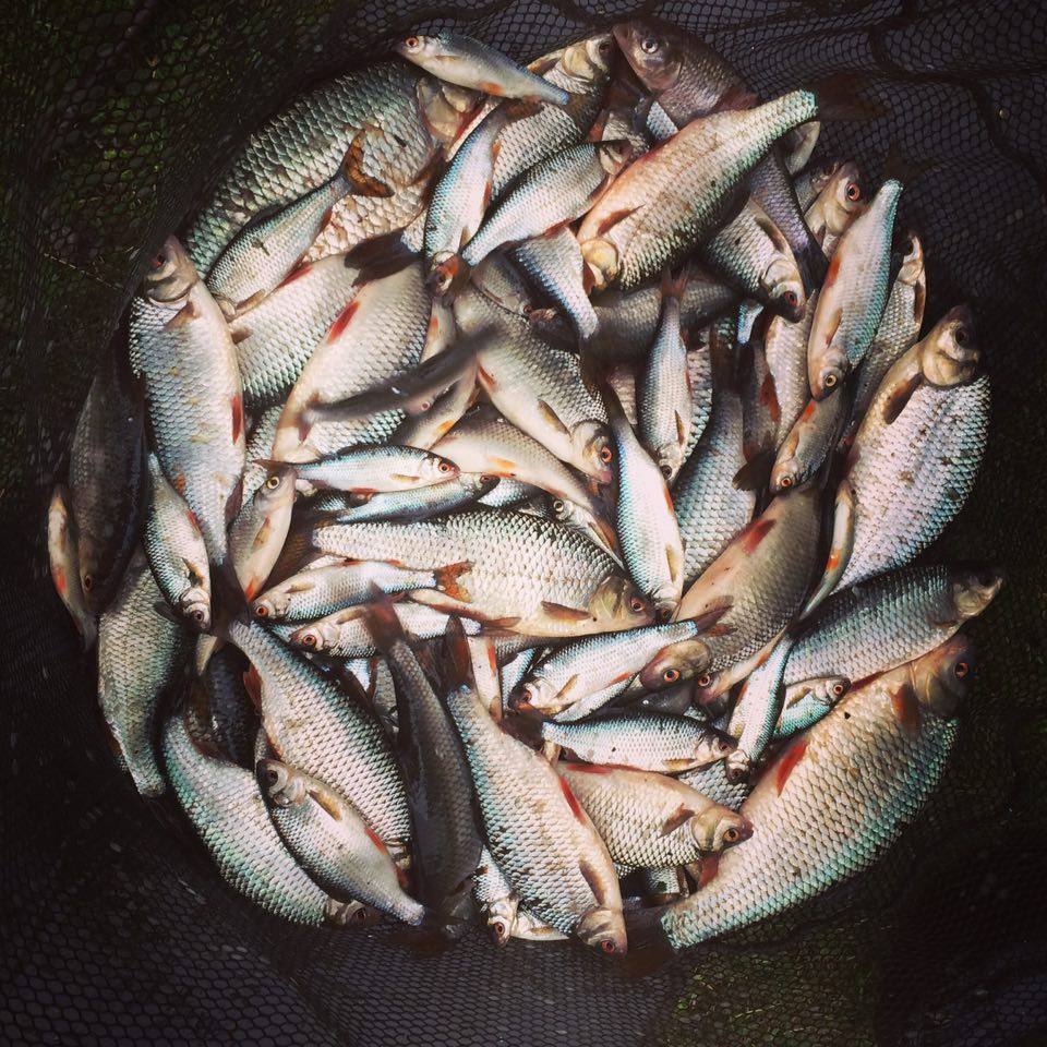 Danny's Angling Blog: 21lb Of River Roach on Stick Float...Dream ...