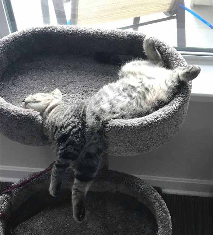15 Hilarious Photos Of Cats That Prove They Are Liquid